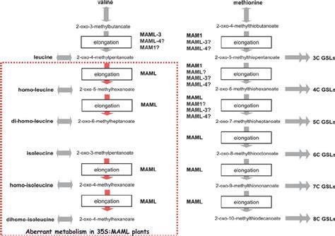 A Model For The Control Of 2 Oxo Acid Elongation By Mam Like Genes In