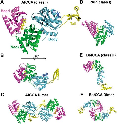 Figure 1 From Crystal Structures Of An Archaeal Class I Cca Adding Enzyme And Its Nucleotide