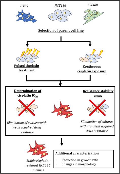 General Workflow Diagram For The Establishment Of Laboratory Isogenic