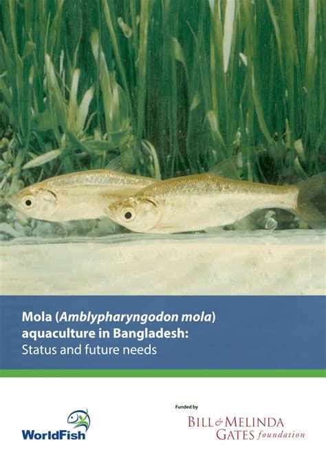 Pdf Mola Amblypharyngodon Mola Aquaculture In Bangladesh Status
