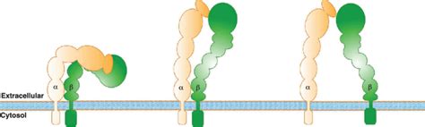 Schematic Model Of β 1 Integrin Activation The Model Shows Different Download Scientific