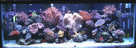 Tank Selection Aquacorals Saltwater Reef Aquariums