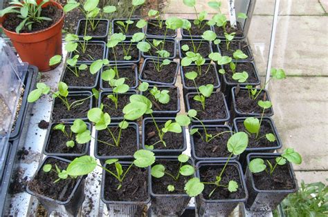 When To Plant Delphinium Seedlings Outdoors At Stuart Witt Blog