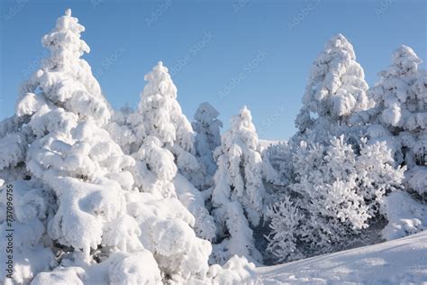 대한민국 한국의 눈덮인 나무가 가득한 숲의 상고대와 눈꽃이 만연한 겨울 설산의 풍경 ภาพถ่ายสต็อก Adobe Stock