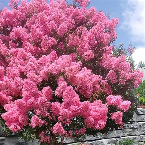 Qauzuy Garden 35 Pink Giant Queens Crepe Myrtle Seeds