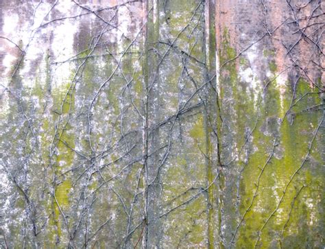 Intertwined Wall Photography By Elizabeth Halliday Size 46in X 6in Fredericksburg Center For