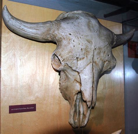 Bison Antiquus Fossil Buffalo Pleistocene North America … Flickr