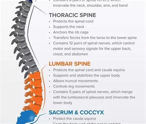 The Structure Of The Spine Everything You Need To Know About The Spine