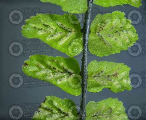 Asplenium Trichomanes Maidenhair Spleenwort Leaf 5x Asplenium Trichomanes Maidenhair