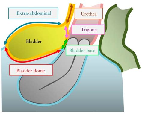Bladder Base Anatomy