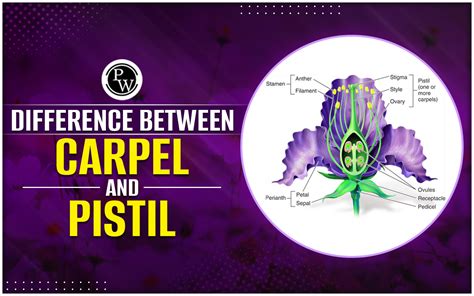 Difference Between Carpel And Pistil Parts And Functions