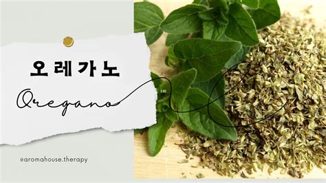 오레가노 에센셜오일의 놀라운 효능과 사용법 면역력강화와 항산화 비법 Youtube