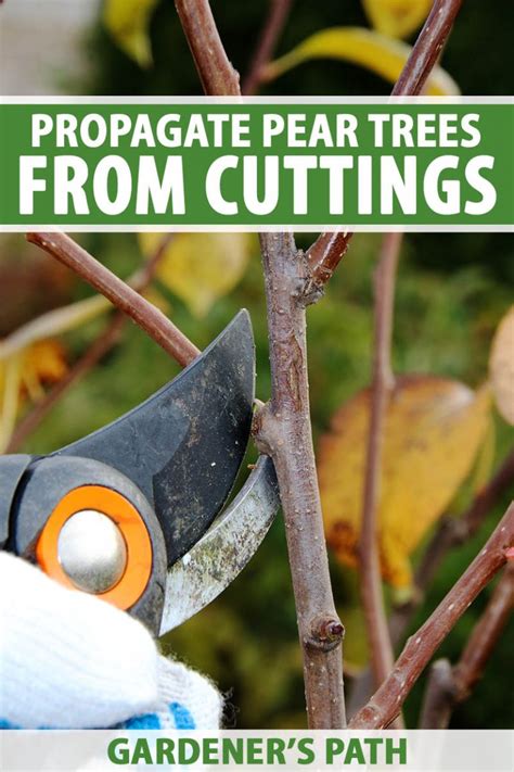 How To Propagate Pear Trees From Cuttings Gardeners Path