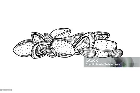 껍질을 벗기고 껍질을 벗기지 않은 아몬드 더미 손으로 그린 벡터 스케치 흑백 색상 견과류 흑백 그림 유기농 건강 식품 성분 에칭
