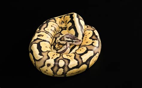 Ball Python Egg Incubation Ball Python Breeder Uk