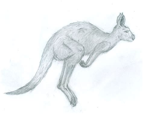 Kangaroo Sketch — Weasyl