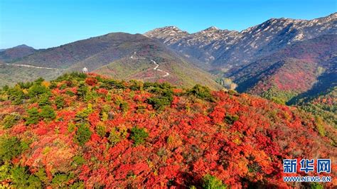 河南桐柏满山红叶似彩霞