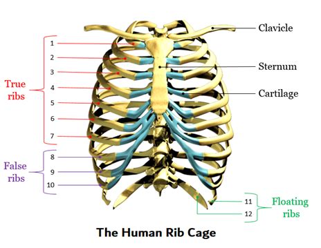 [solved] Number Of Ribs In Human Is