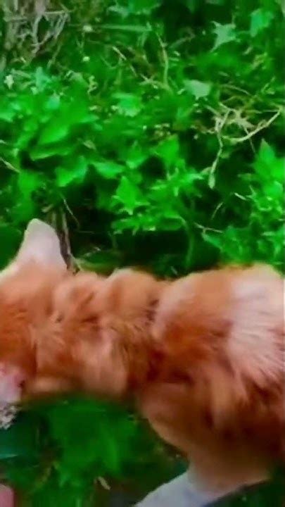 බලන්න එයාගේ තියන අහිංසක කම Youtube