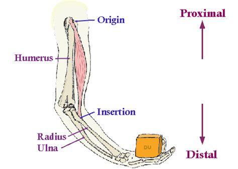 Rehabhappy Difference Between Origin And Insertion