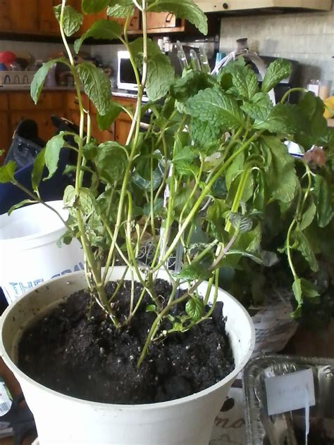 Why Is My Mint Plant Wilting So Much Gardening