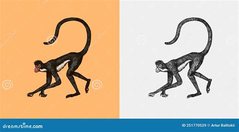 Spider Monkey Isolated Wild Ape With Long Tail Vector Illustration