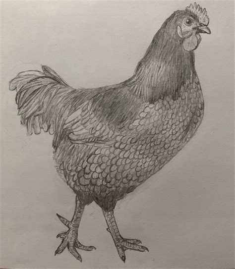 Jersey Giant Cockerel Drawing