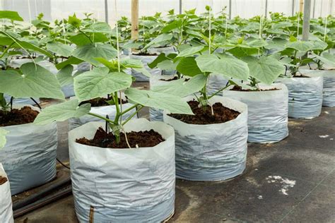 7 Small Cucumber Varieties Plantglossary