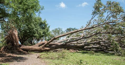 5 Signs That A Tree Will Fall Arbor Leaf Tree Care