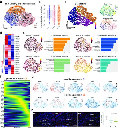 reconstruction of the trajectory and gene dynamics of postnatal