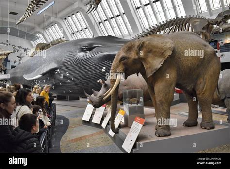 Mammals Animal Exhibits Displayed At Natural History Museum In London
