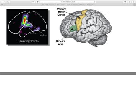 Higher Brain Functions And Nervous System Disordersw Flashcards Quizlet