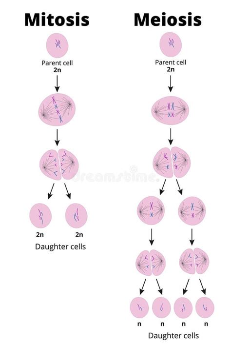 Illustration Of The Difference Between Mitosis And Meiosis Stock Vector Illustration Of