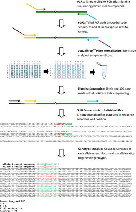 Overview Of Gt Seq Library Preparation And Genotyping Green Represents Download Scientific