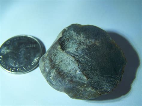 Worm Or Fossil Id The Fossil Forum