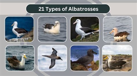 21 Types Of Albatrosses Different Species Identification