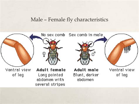 Ppt Fruit Flies Powerpoint Presentation Free Download Id1921051