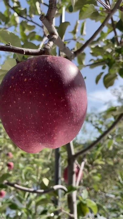 문경 깊은 산골에서 자라는 외가네 사과 Youtube