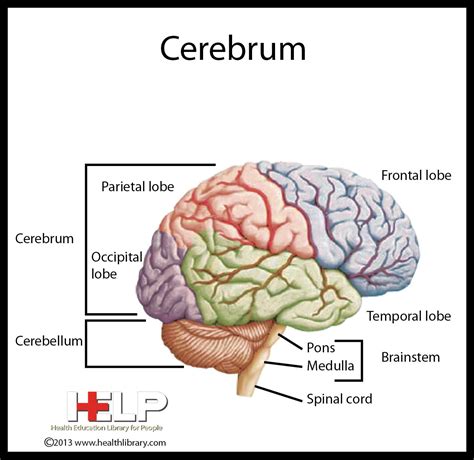 Cerebrum Nervous System Pinterest