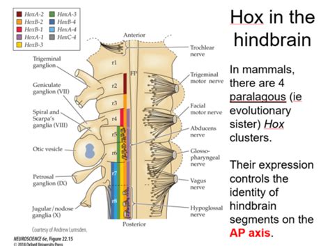Week 7 Tom Butts Life 128 Neuro Ectoderm Patterning Of The Nervous System Flashcards Quizlet