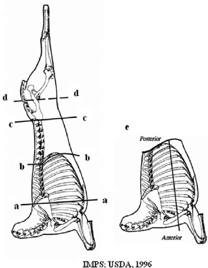 Representative Curves Showing Effects Of Allometric Parameter Download Scientific Diagram