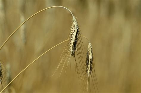 Kostenloses Foto Gerste Getreide Ähren Kostenloses Bild Auf Pixabay 861388