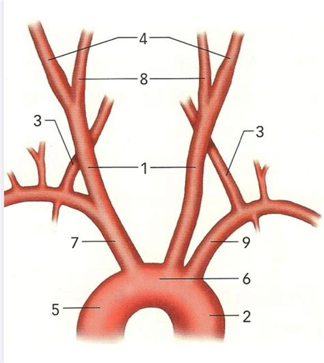 Aortic Arch Anatomy Diagram Quizlet