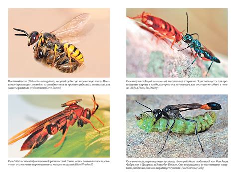 Купить книгу «Тайны осиного гнезда. Причудливый мир самых недооцененных ...