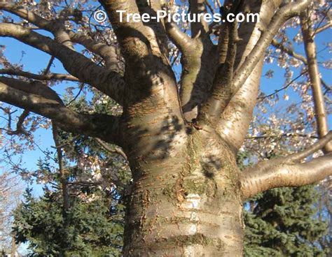 Cherry Tree Bark