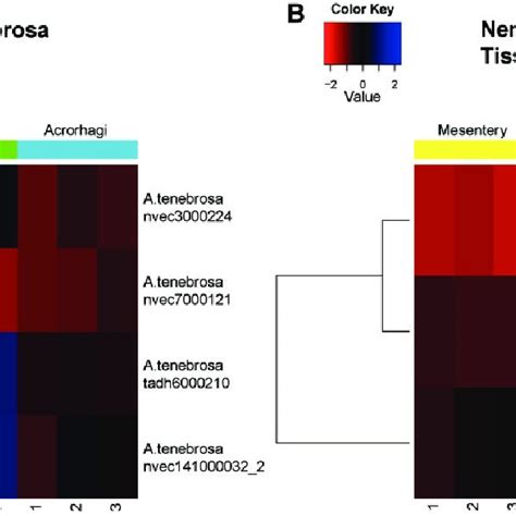 Heatmap For Development Specific RNA Seq Differential Gene Expression