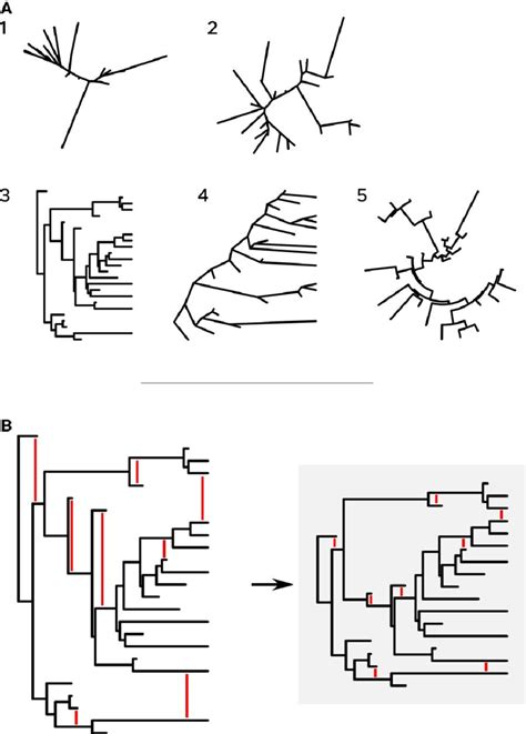 Illustration Of Current And Proposed Layouts For Phylogenetic Tree