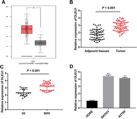 Expression Of Lncrna Dleu1 Is Upregulated In Oc Tissues And Cells A