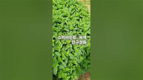 스피아민트 녹색 안구정화하세요 민트껌 씹고 싶쥬 목질화 성공 월동하고 씩씩이로 자라요 잘 키워서 민트청 민트베개민트향주머니 만들어 비염아토피불면증 도움받아야쥬