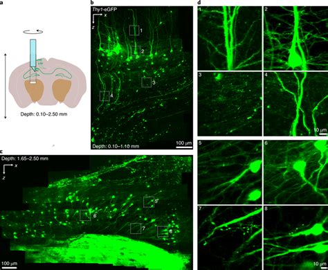 In Vivo Imaging Of Neuronal Structure At Different Depths In The Download Scientific Diagram